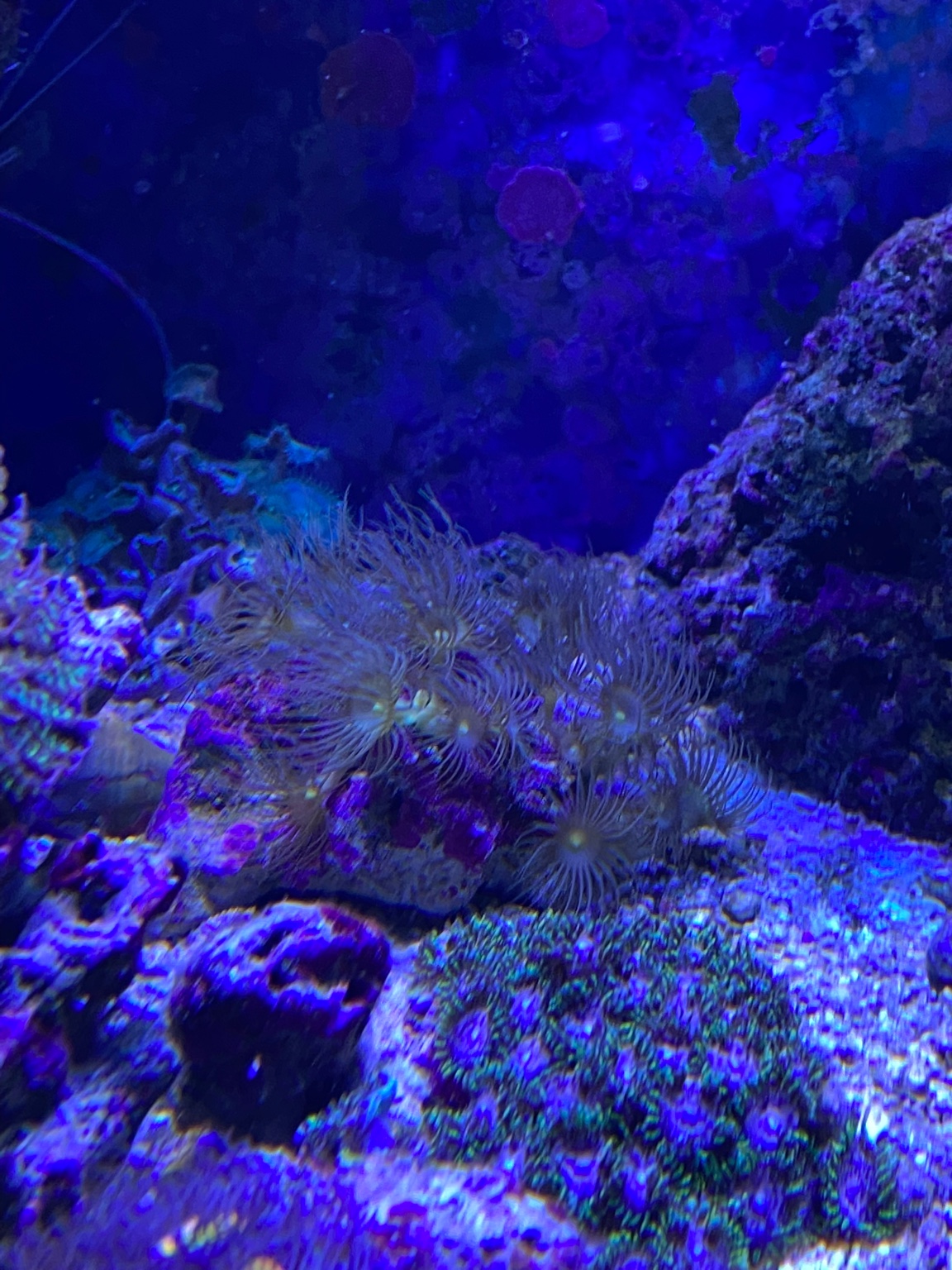 Продаю мягкие неприхотливые кораллы, разрослись. - БАРАХОЛКА - Морской аквариум. Форумы ...