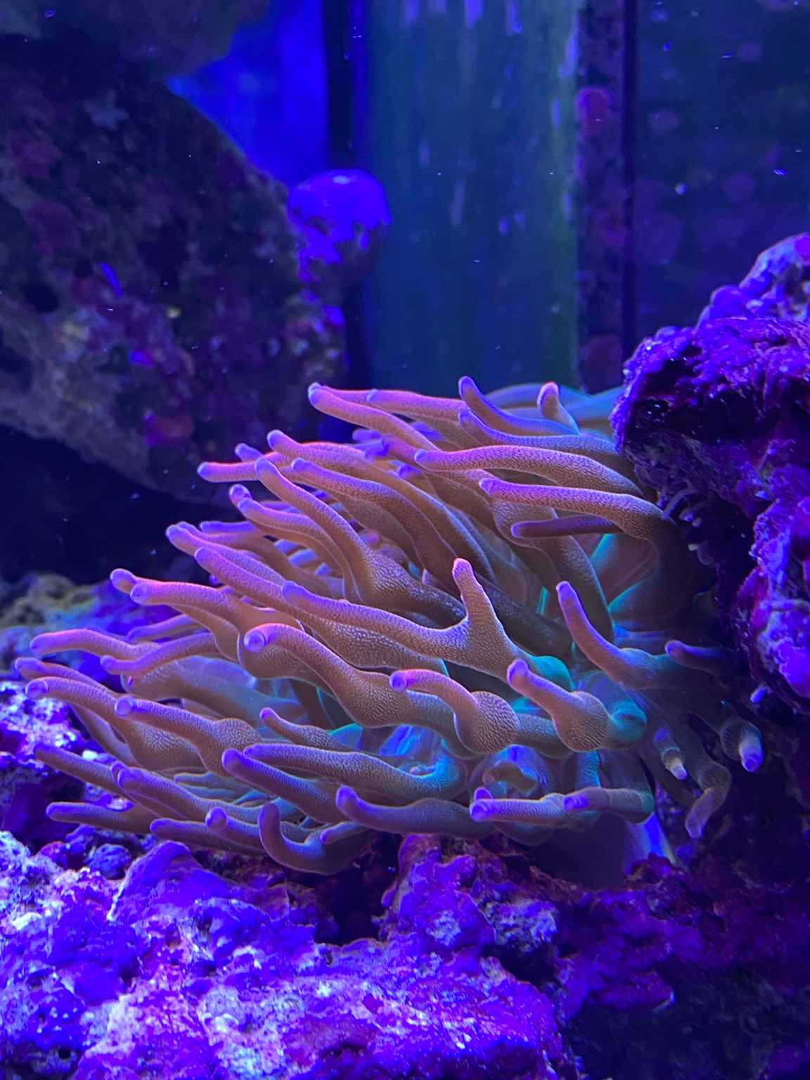 Продаю мягкие неприхотливые кораллы, разрослись. - БАРАХОЛКА - Морской аквариум. Форумы ...