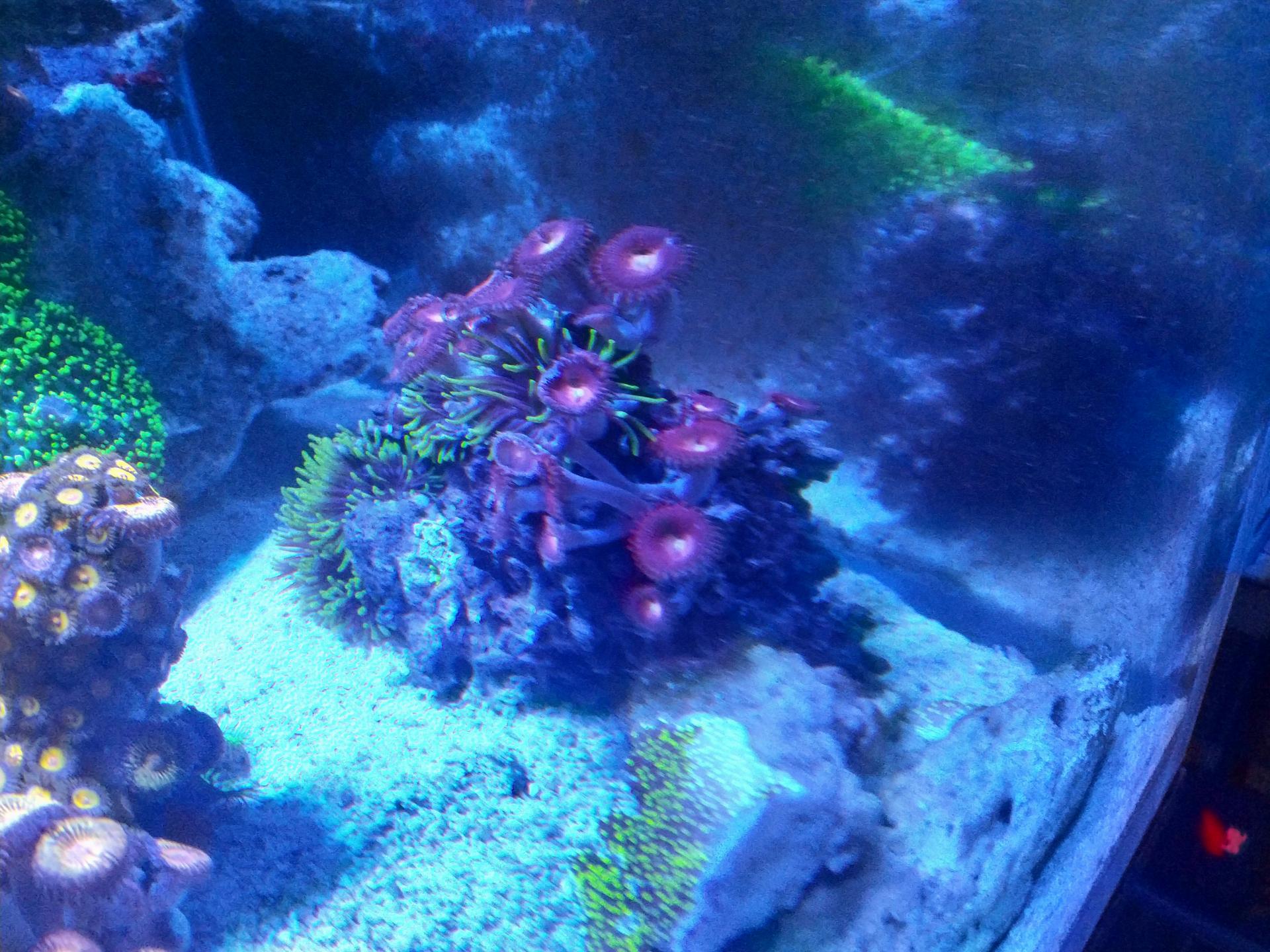 камень из системы - БАРАХОЛКА - Морской аквариум. Форумы ReefCentral.ru