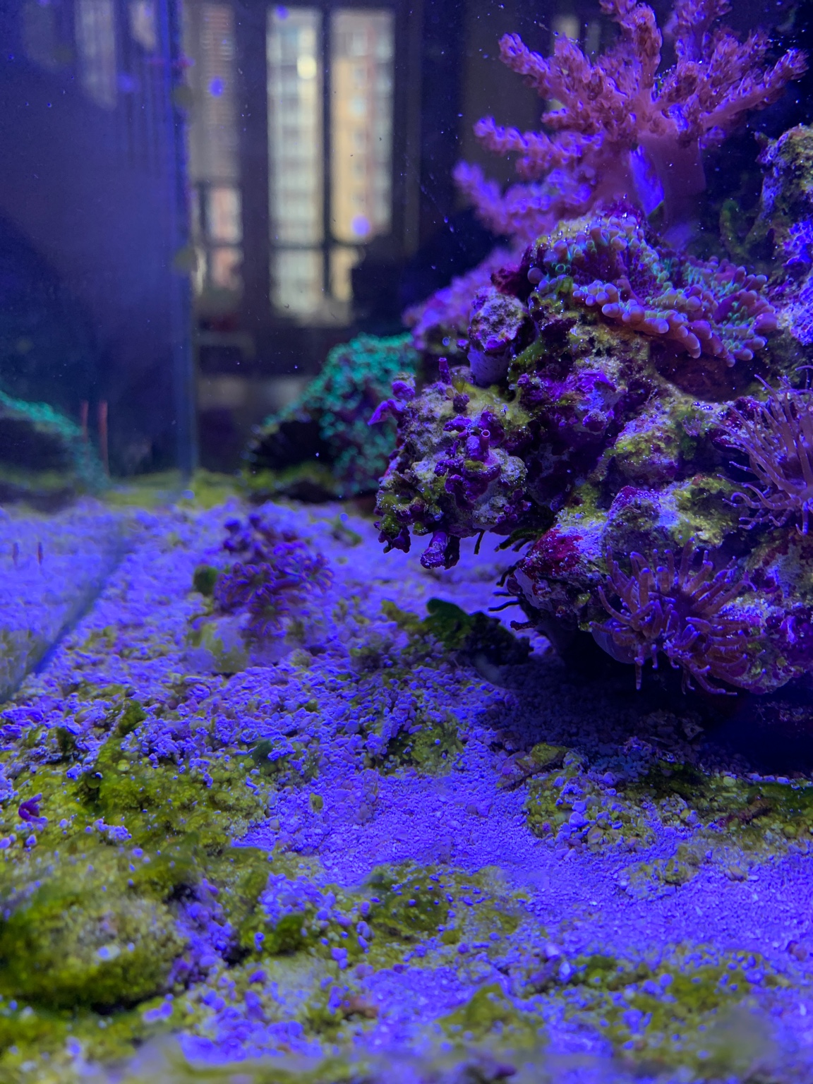 Что за обрастания ? Циано ? - Вопросы новичков - Морской аквариум. Форумы ReefCentral.ru