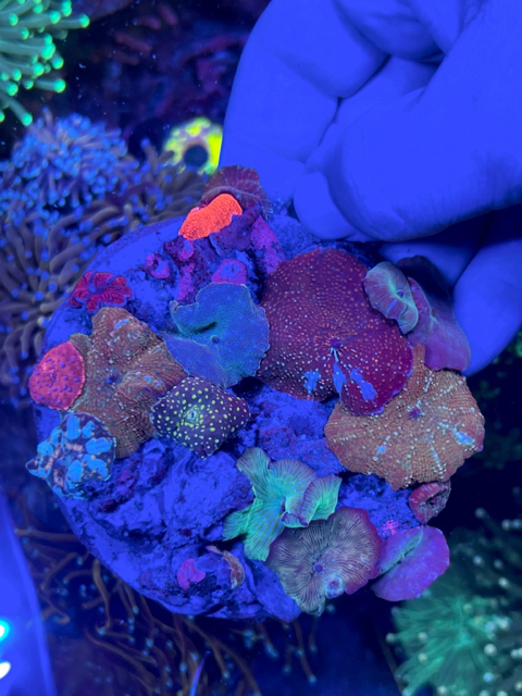 Куплю разные виды Грибов - БАРАХОЛКА - Морской аквариум. Форумы ReefCentral.ru