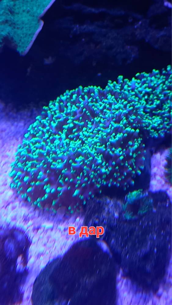 Родактис - ДАРЫ МОРЯ - Морской аквариум. Форумы ReefCentral.ru