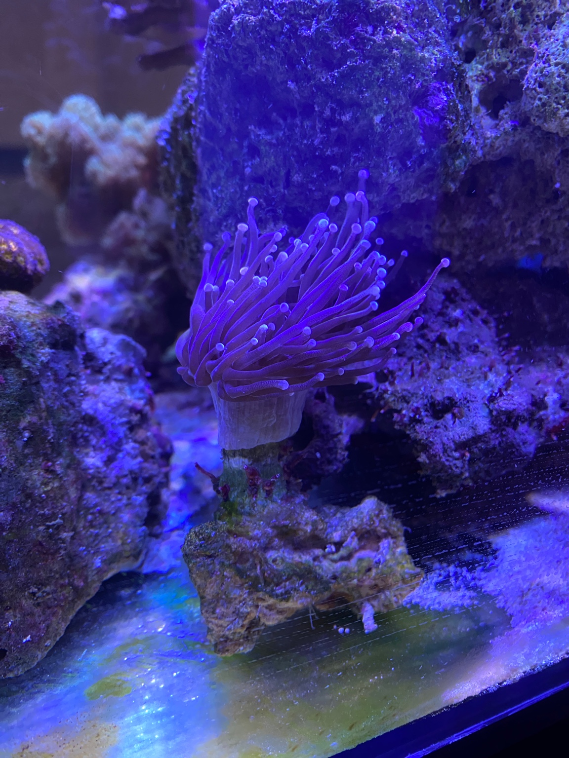 Поменяю фильку - БАРАХОЛКА - Морской аквариум. Форумы ReefCentral.ru