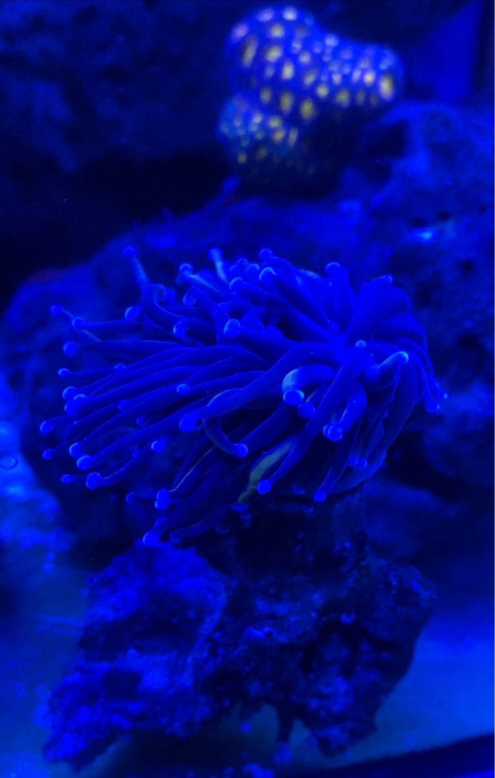 Поменяю фильку - БАРАХОЛКА - Морской аквариум. Форумы ReefCentral.ru