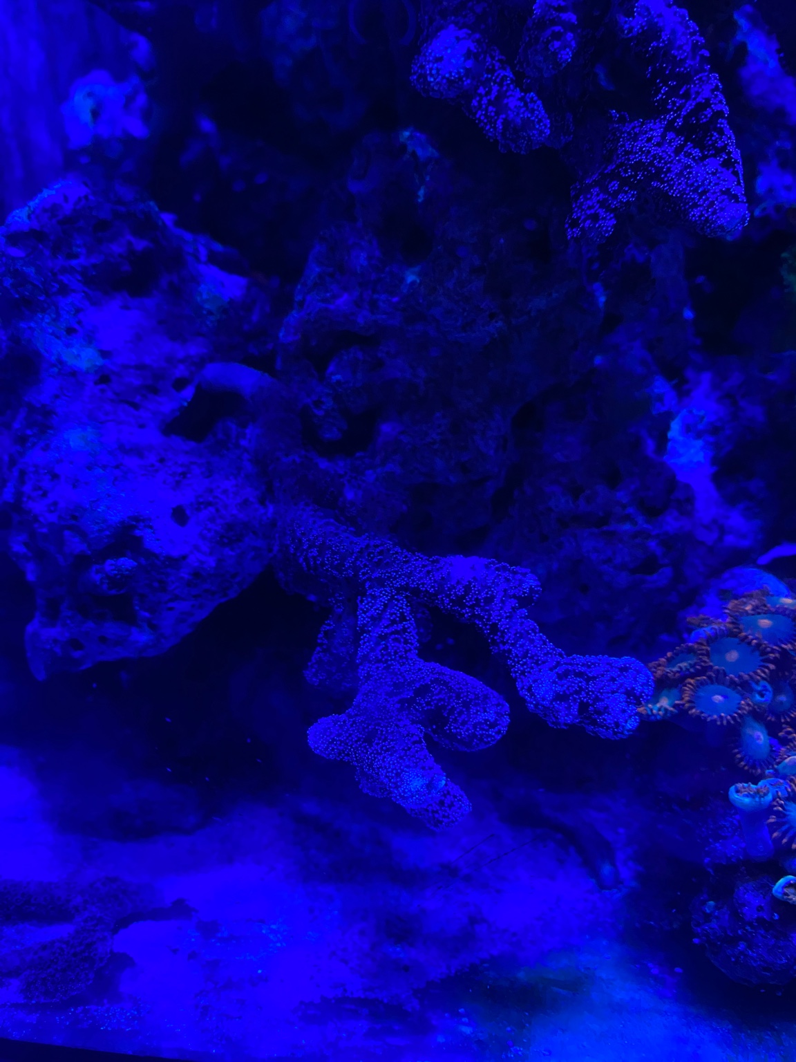 Акра и милка - БАРАХОЛКА - Морской аквариум. Форумы ReefCentral.ru