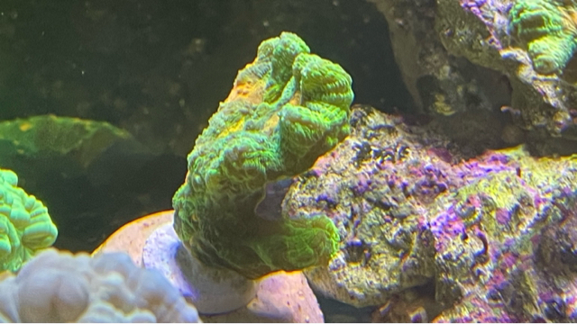 Пектиния - БАРАХОЛКА - Морской аквариум. Форумы ReefCentral.ru