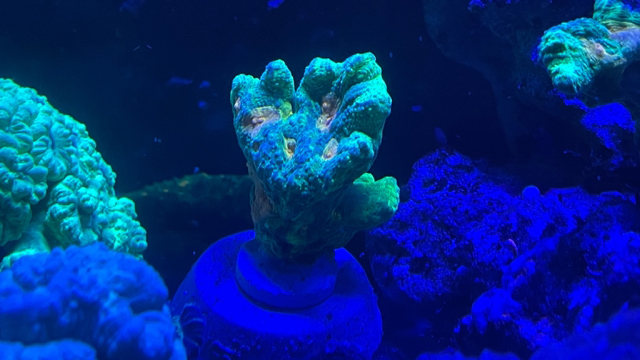 Пектиния - БАРАХОЛКА - Морской аквариум. Форумы ReefCentral.ru