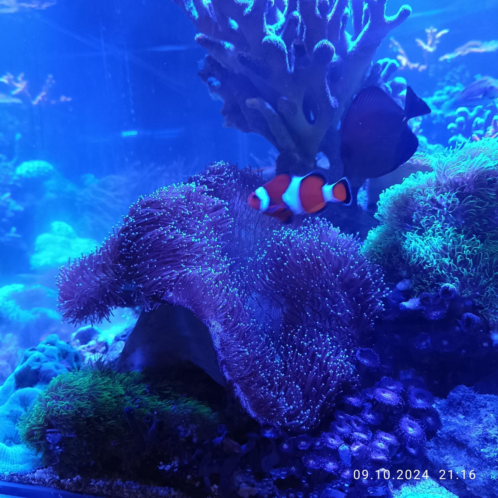 Большой саркофитон - БАРАХОЛКА - Морской аквариум. Форумы ReefCentral.ru