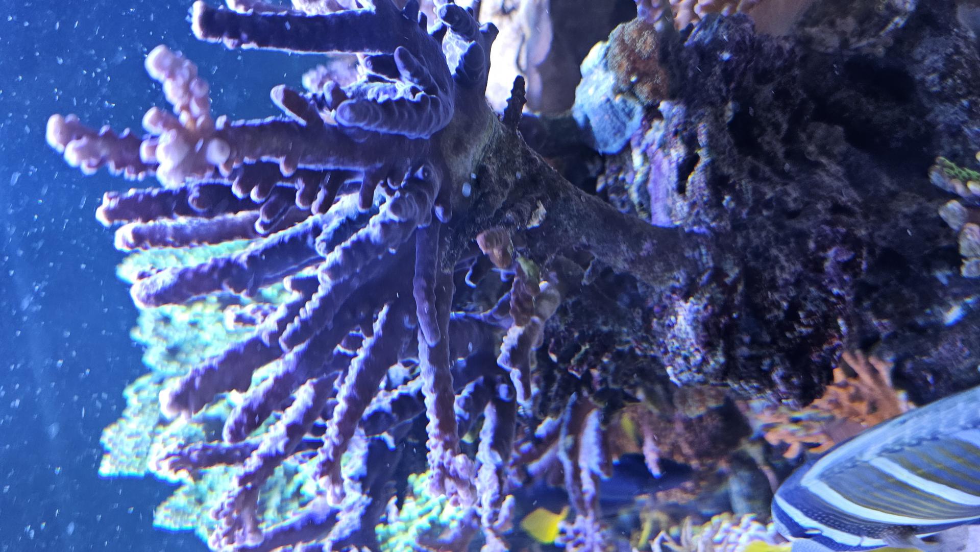 Акрапора синяя - Страница 2 - БАРАХОЛКА - Морской аквариум. Форумы ReefCentral.ru