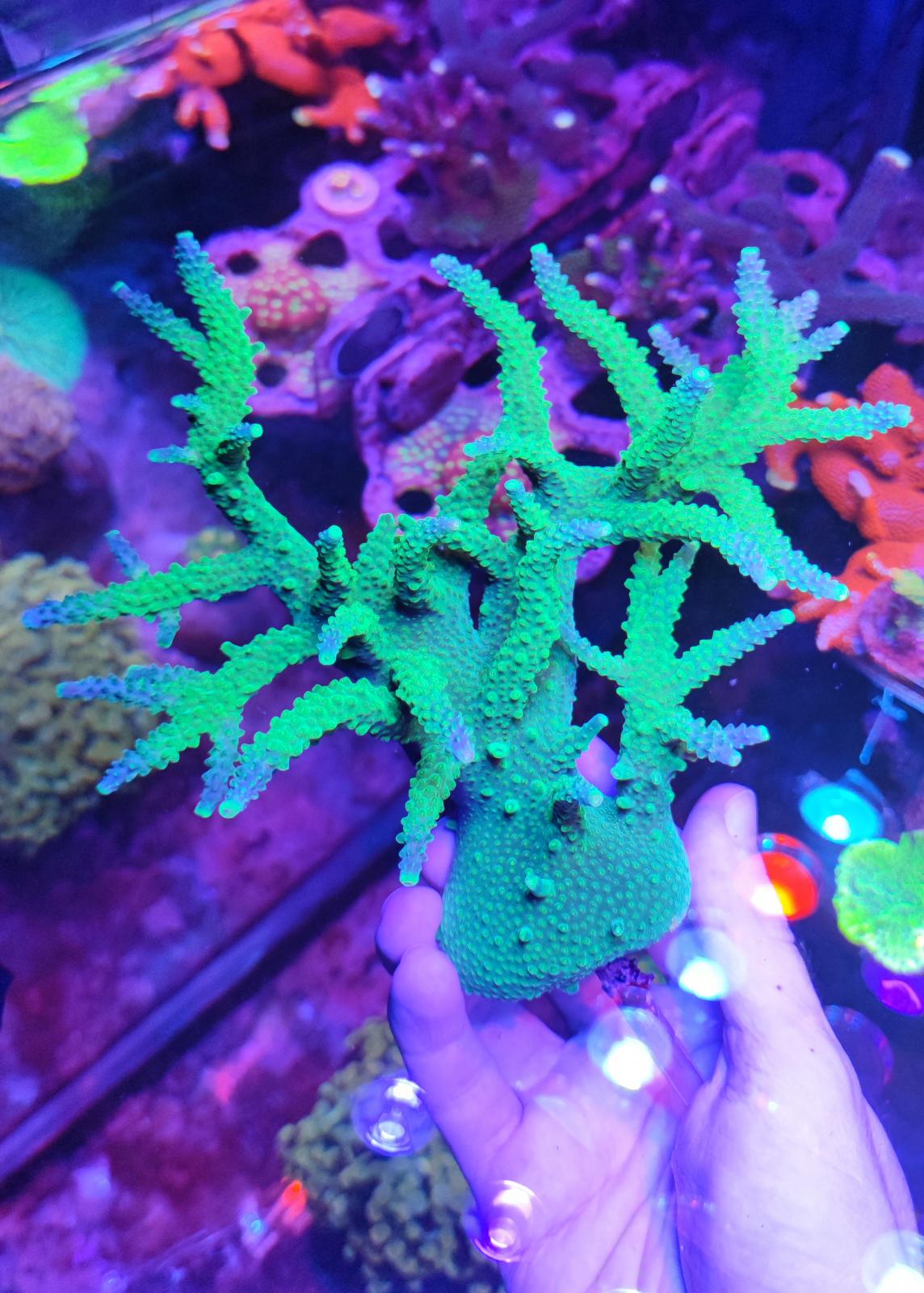Колония yellow tips - БАРАХОЛКА - Морской аквариум. Форумы ReefCentral.ru