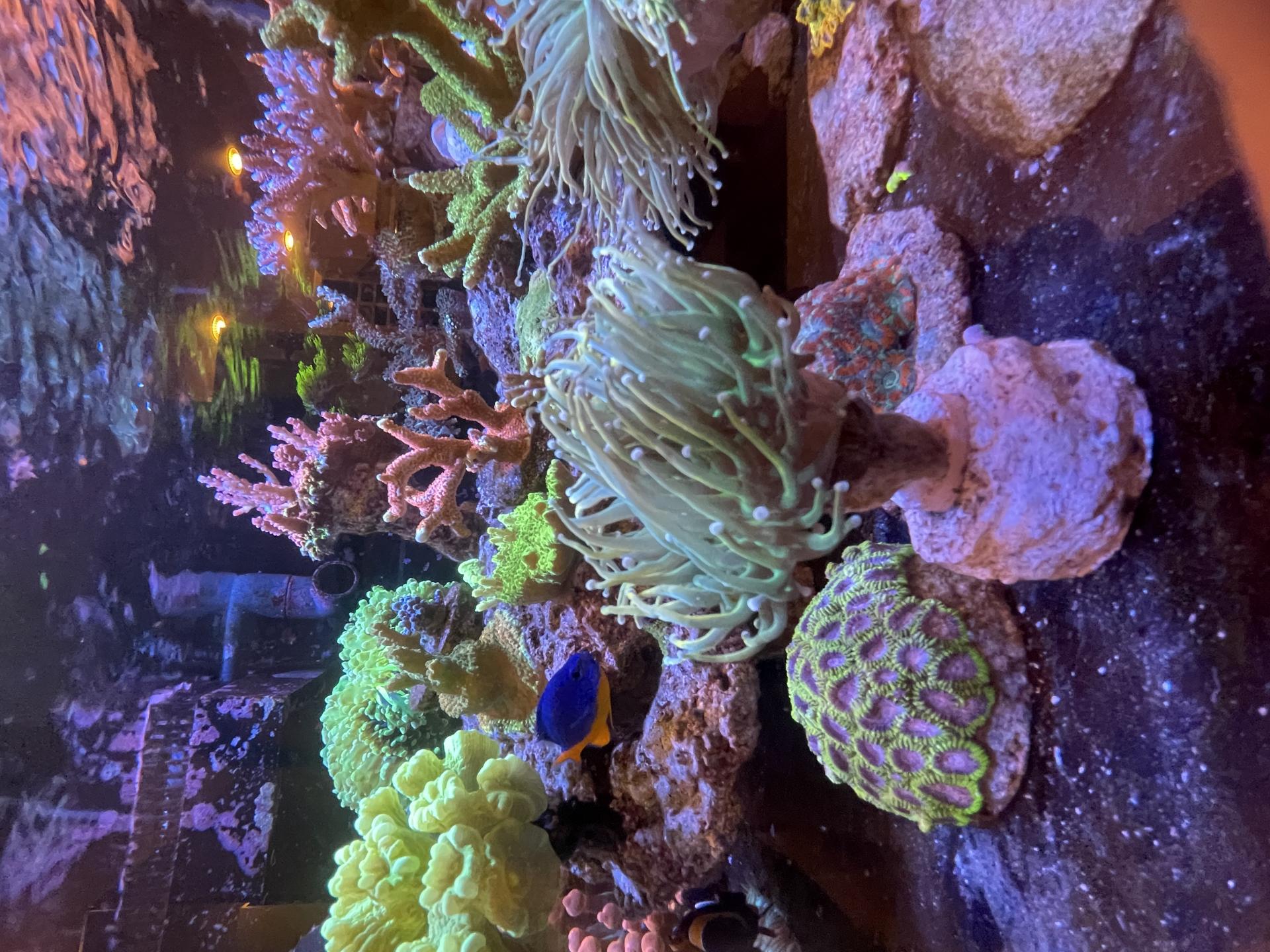 Holy grail 4тыс - БАРАХОЛКА - Морской аквариум. Форумы ReefCentral.ru