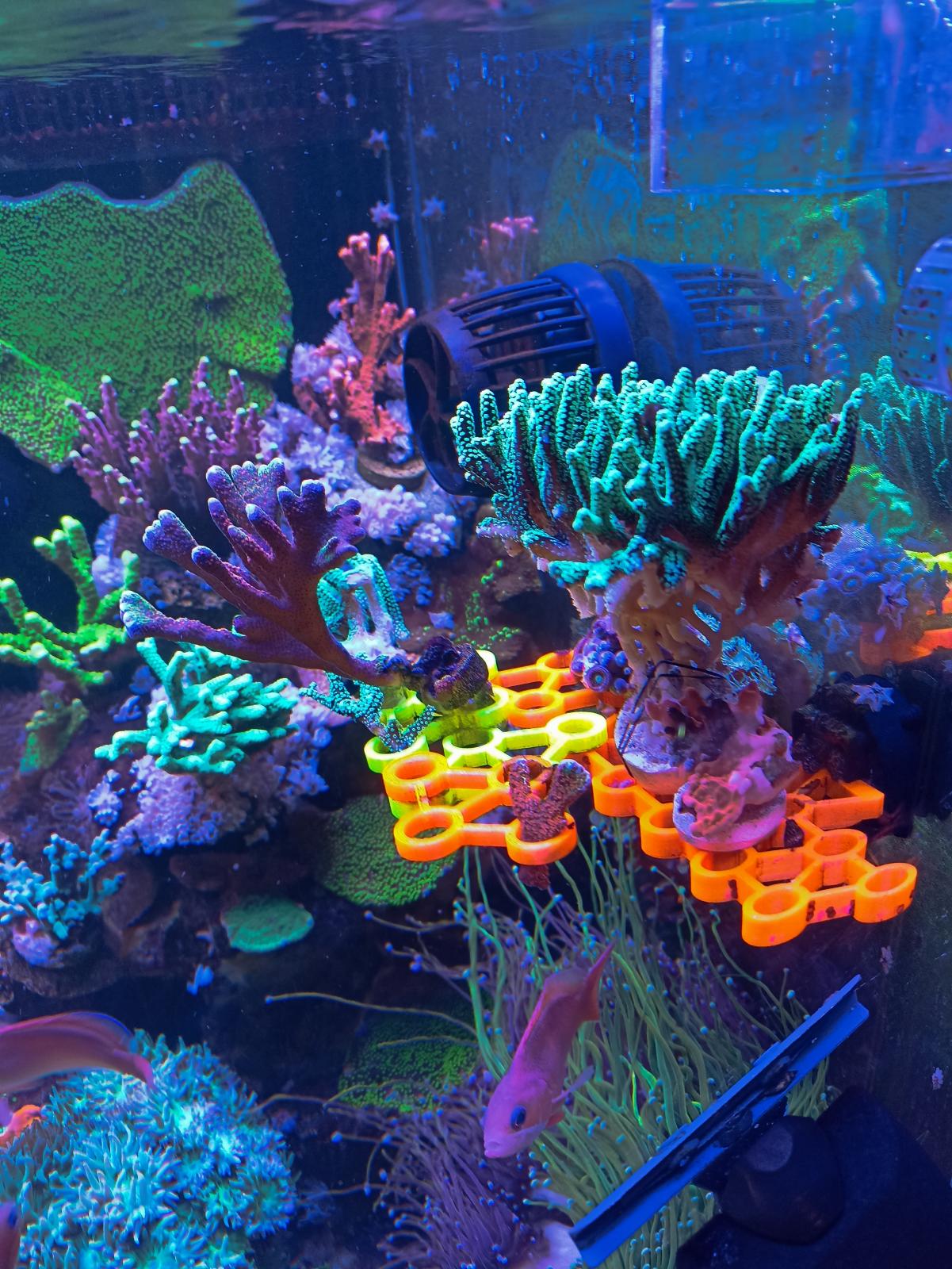 Эуфилии голд торч, календрум - БАРАХОЛКА - Морской аквариум. Форумы ReefCentral.ru