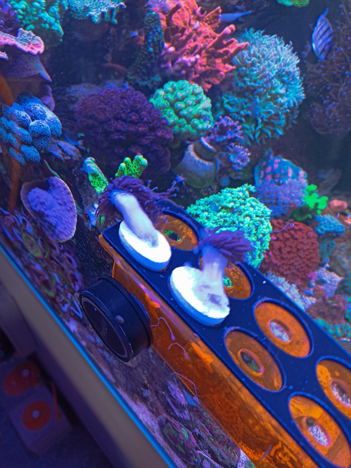 Эуфилии голд торч, календрум - БАРАХОЛКА - Морской аквариум. Форумы ReefCentral.ru