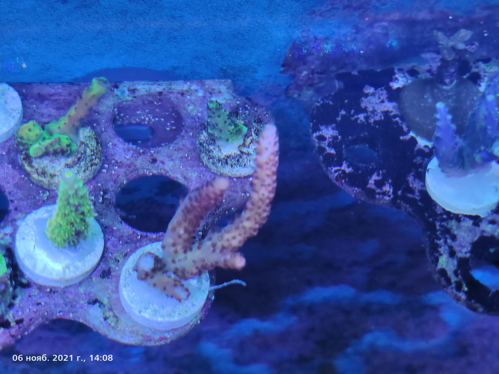 Продам фраги PC Rainbow Acro - БАРАХОЛКА - Морской аквариум. Форумы ReefCentral.ru