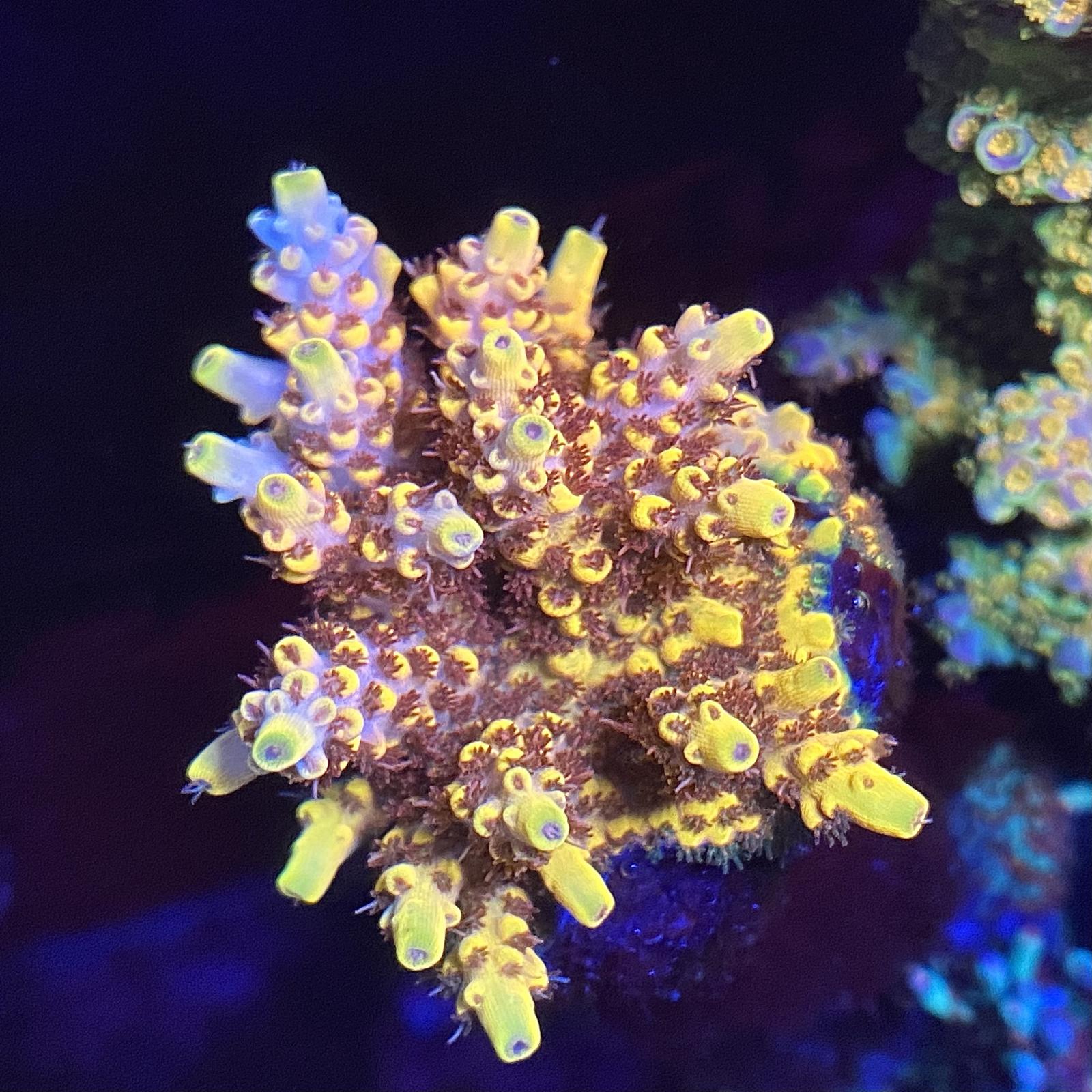 RR Pink Floyd - БАРАХОЛКА - Морской аквариум. Форумы ReefCentral.ru