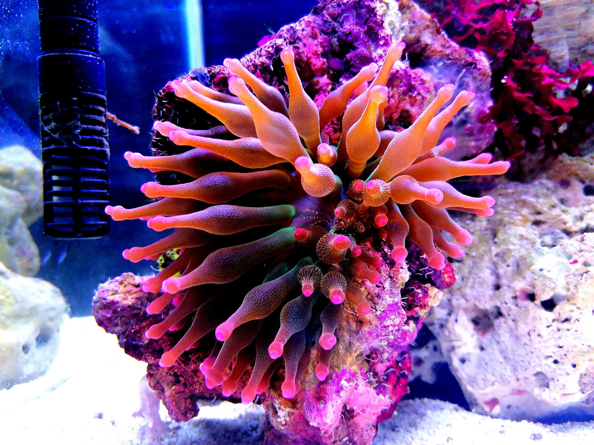 Шикарная Актиния - БАРАХОЛКА - Морской аквариум. Форумы ReefCentral.ru