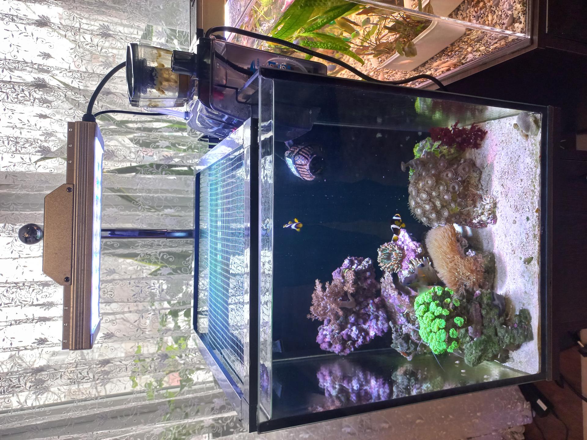 Морской аквариум 72л - БАРАХОЛКА - Морской аквариум. Форумы ReefCentral.ru