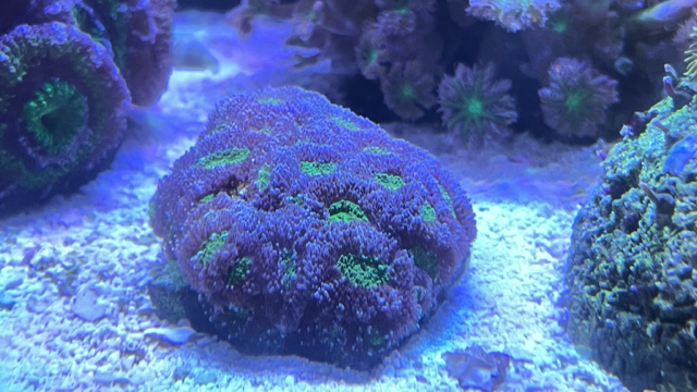 Продам фавия - БАРАХОЛКА - Морской аквариум. Форумы ReefCentral.ru