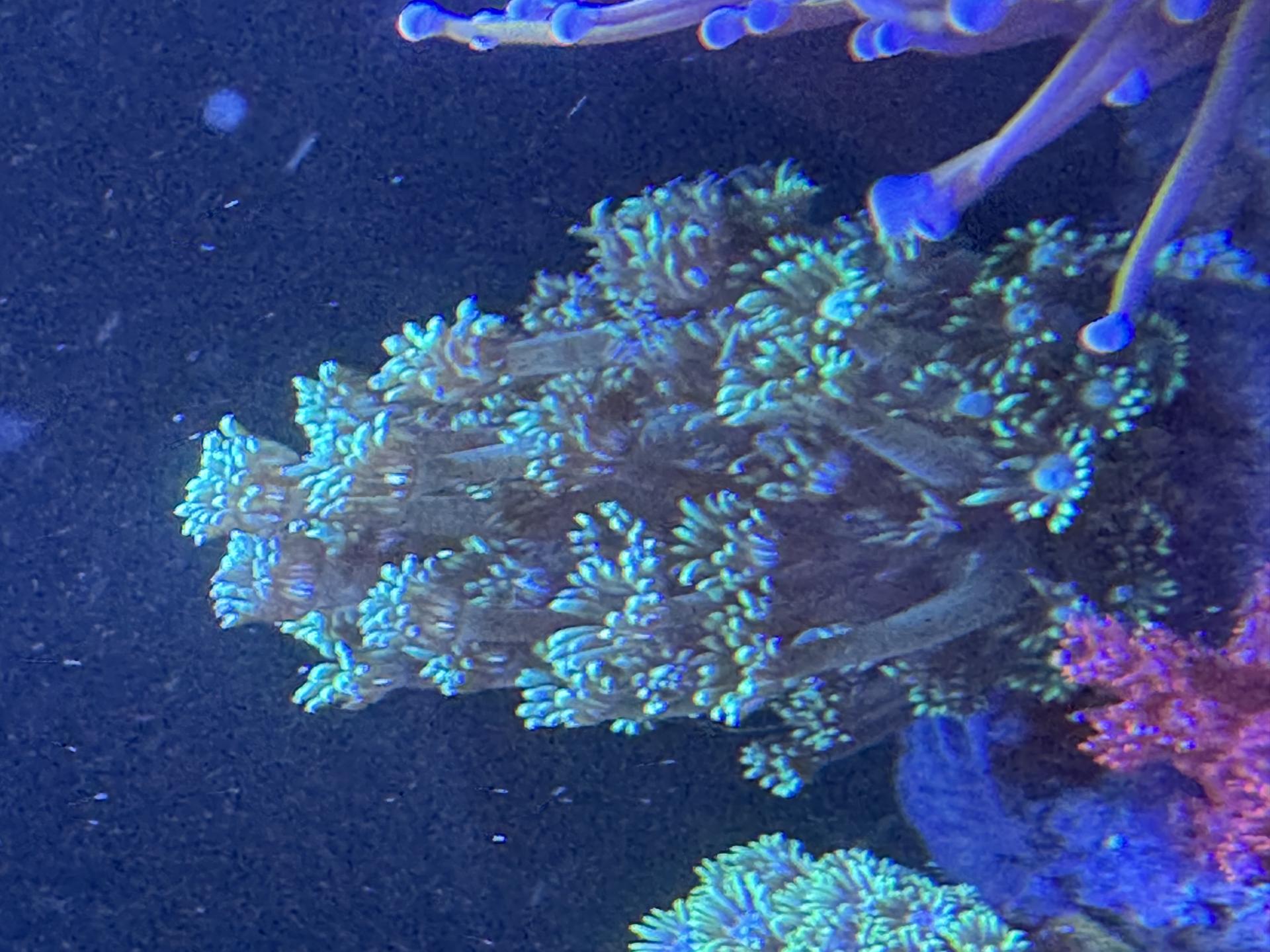 Гониопора - БАРАХОЛКА - Морской аквариум. Форумы ReefCentral.ru