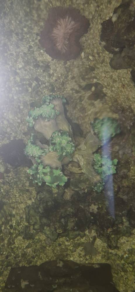 Грин торч - БАРАХОЛКА - Морской аквариум. Форумы ReefCentral.ru