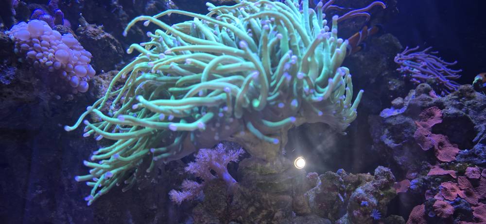 Грин торч - БАРАХОЛКА - Морской аквариум. Форумы ReefCentral.ru