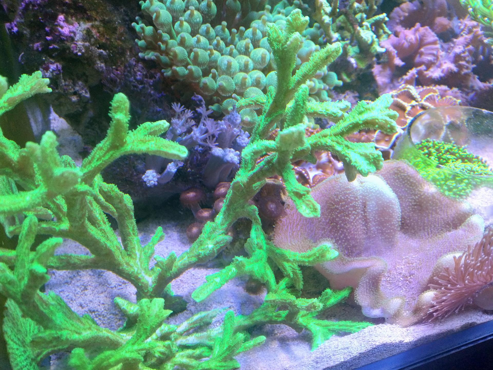 Кораллы разные - БАРАХОЛКА - Морской аквариум. Форумы ReefCentral.ru