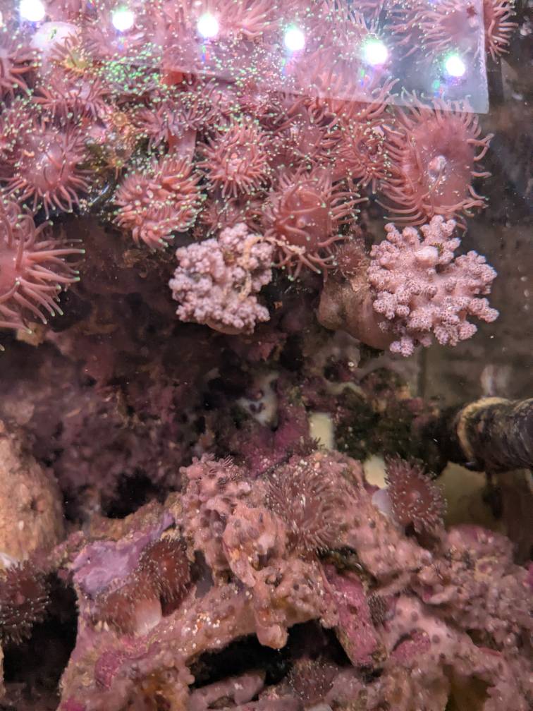 ЖК - БАРАХОЛКА - Морской аквариум. Форумы ReefCentral.ru