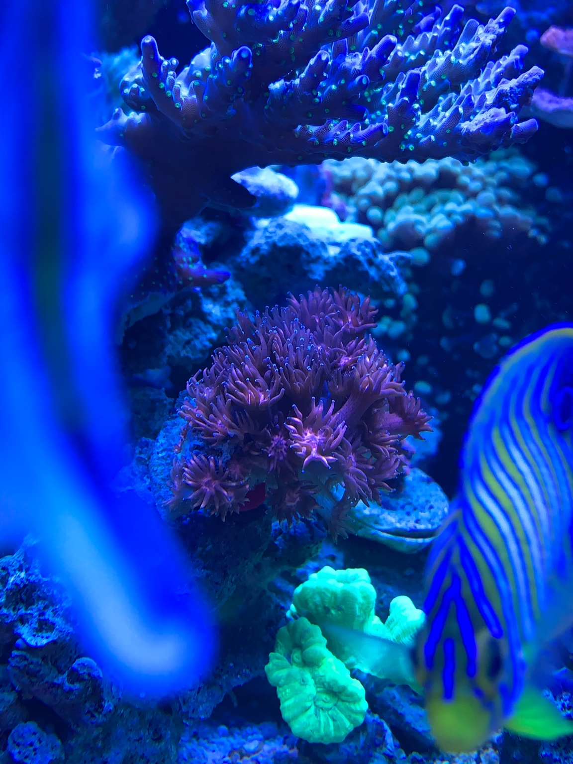 Гониопора RED - БАРАХОЛКА - Морской аквариум. Форумы ReefCentral.ru