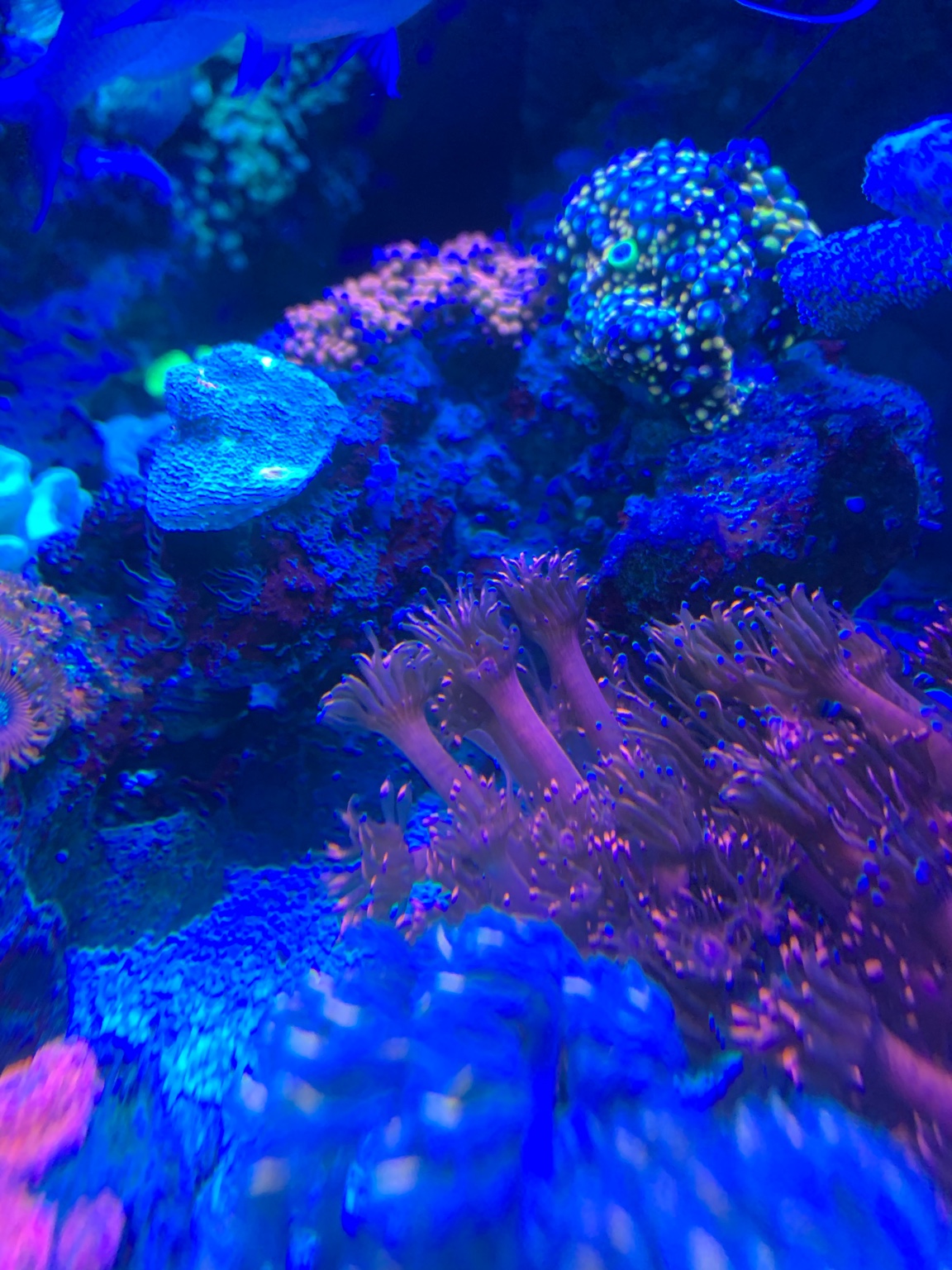 Гониопора RED - БАРАХОЛКА - Морской аквариум. Форумы ReefCentral.ru