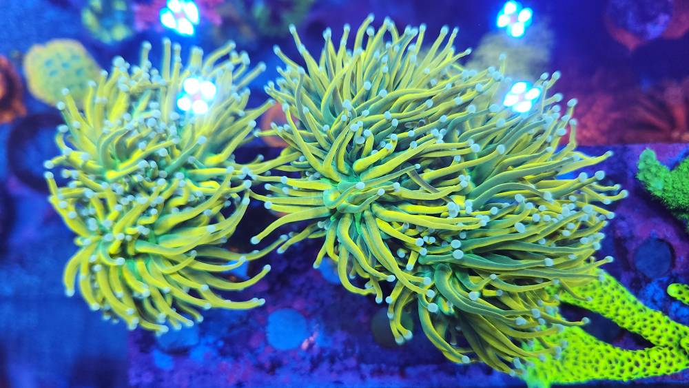 Продам Holy Grail torch - БАРАХОЛКА - Морской аквариум. Форумы ReefCentral.ru